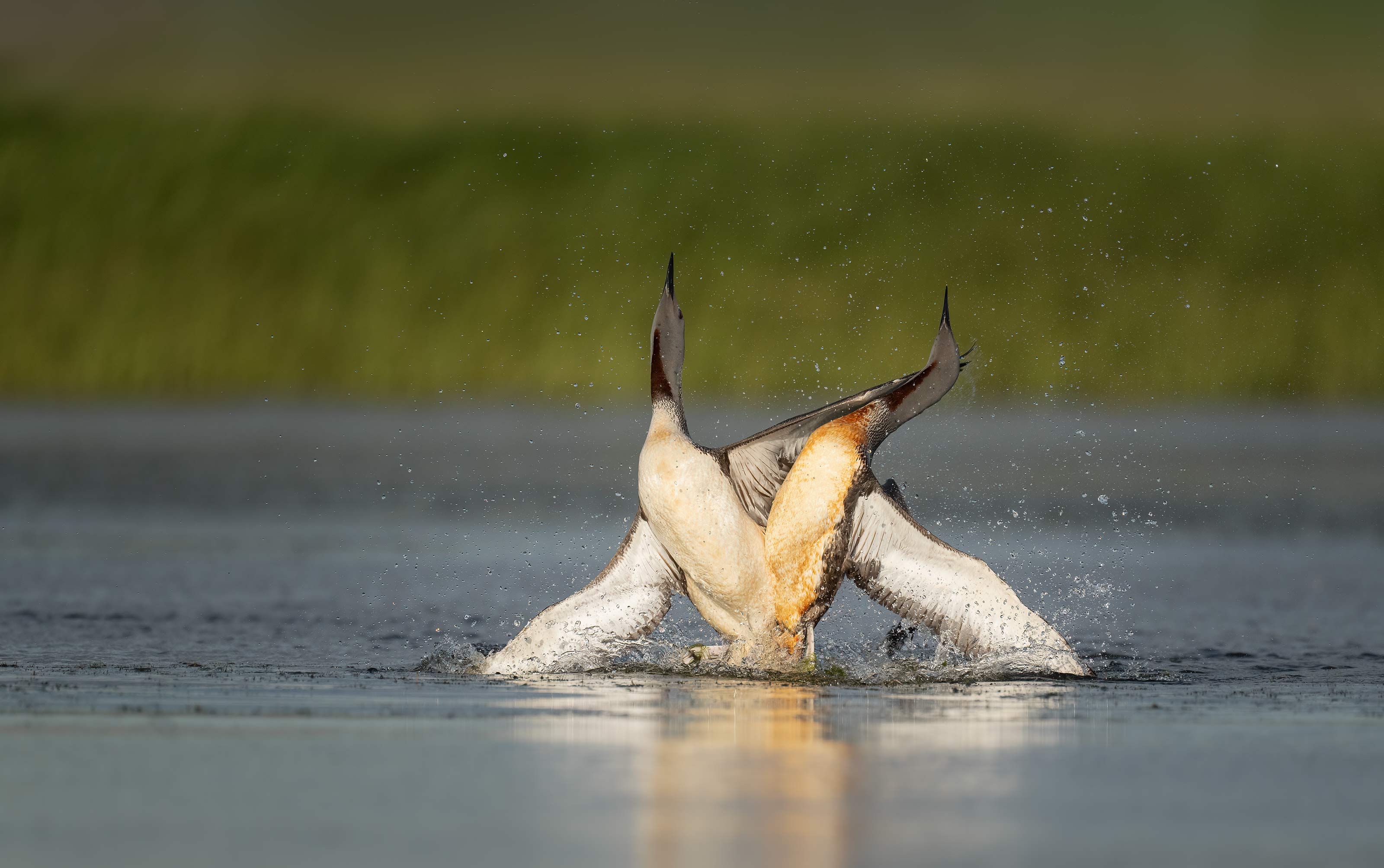 Twenty-four of My 2023 Favorite Images « Arthur Morris/BIRDS AS ART