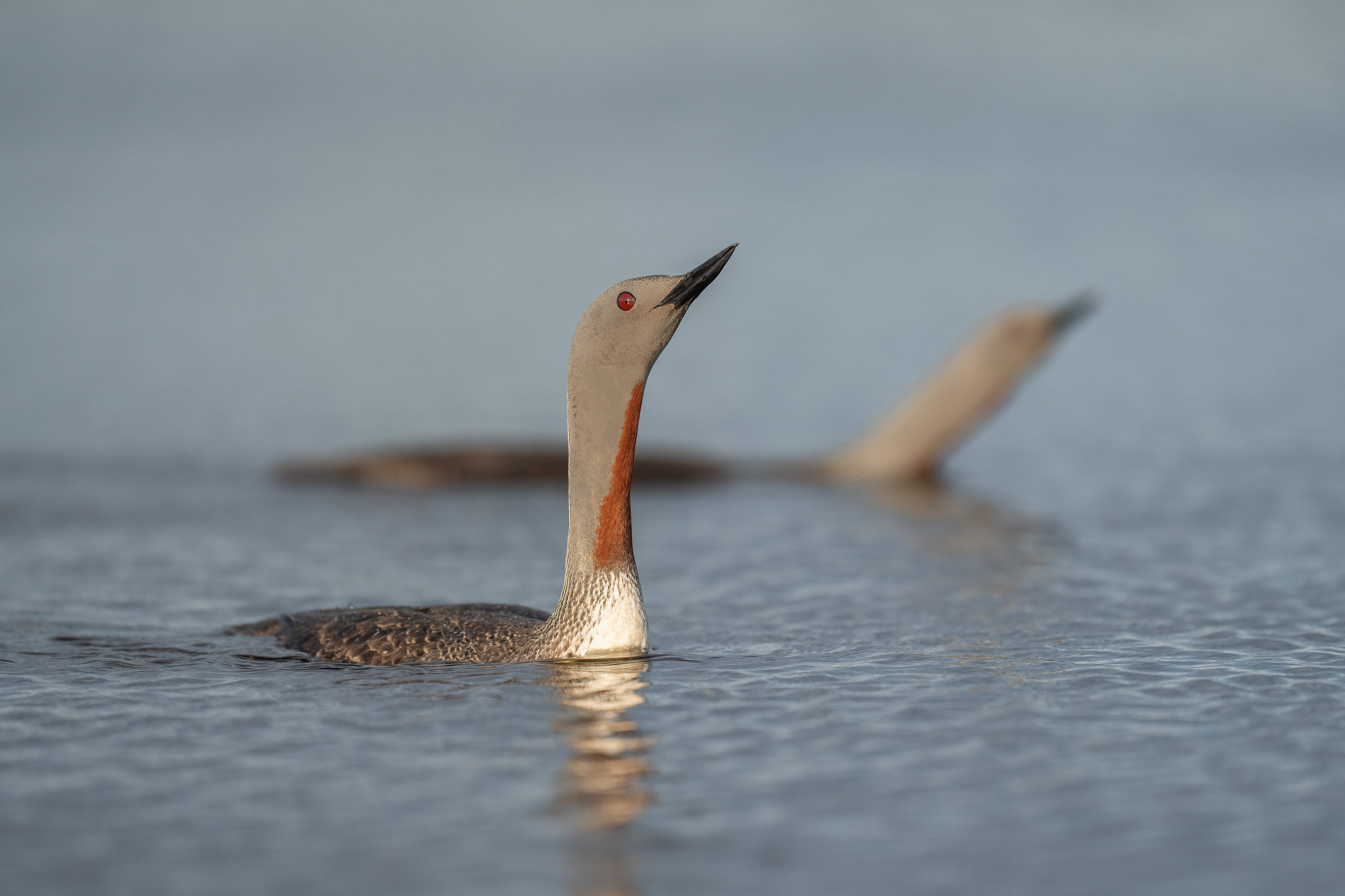 Picking My Red-throated Loon Photo Brain « Arthur Morris/BIRDS AS ART
